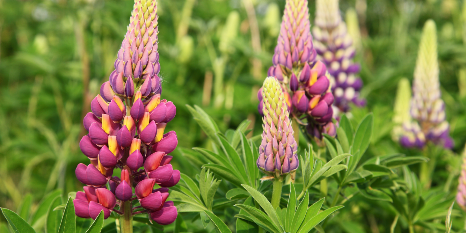 Lupine (Lupinus spp) - A Burst of Color and Biodiversity - Landscaping, Flowers, Irrigation, Compost